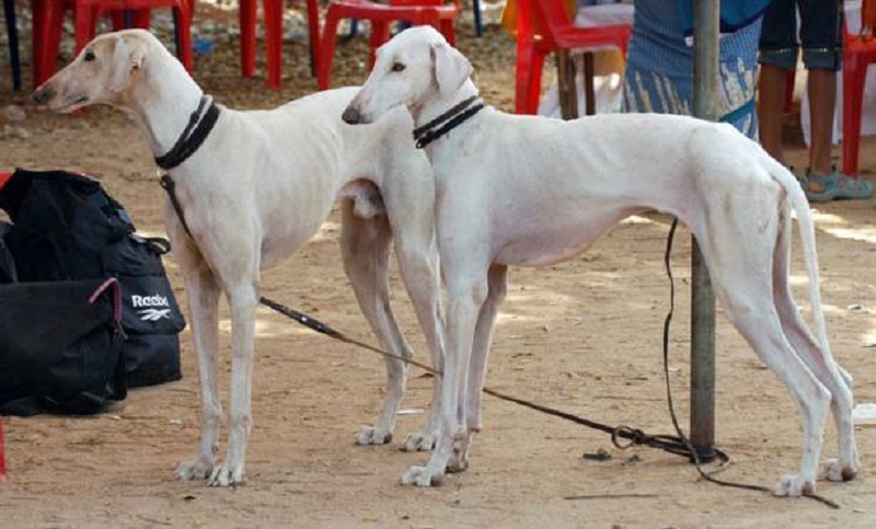 Arjunpuri in Qatar: 16 facts about Indian Army’s ‘Mudhol Hounds’