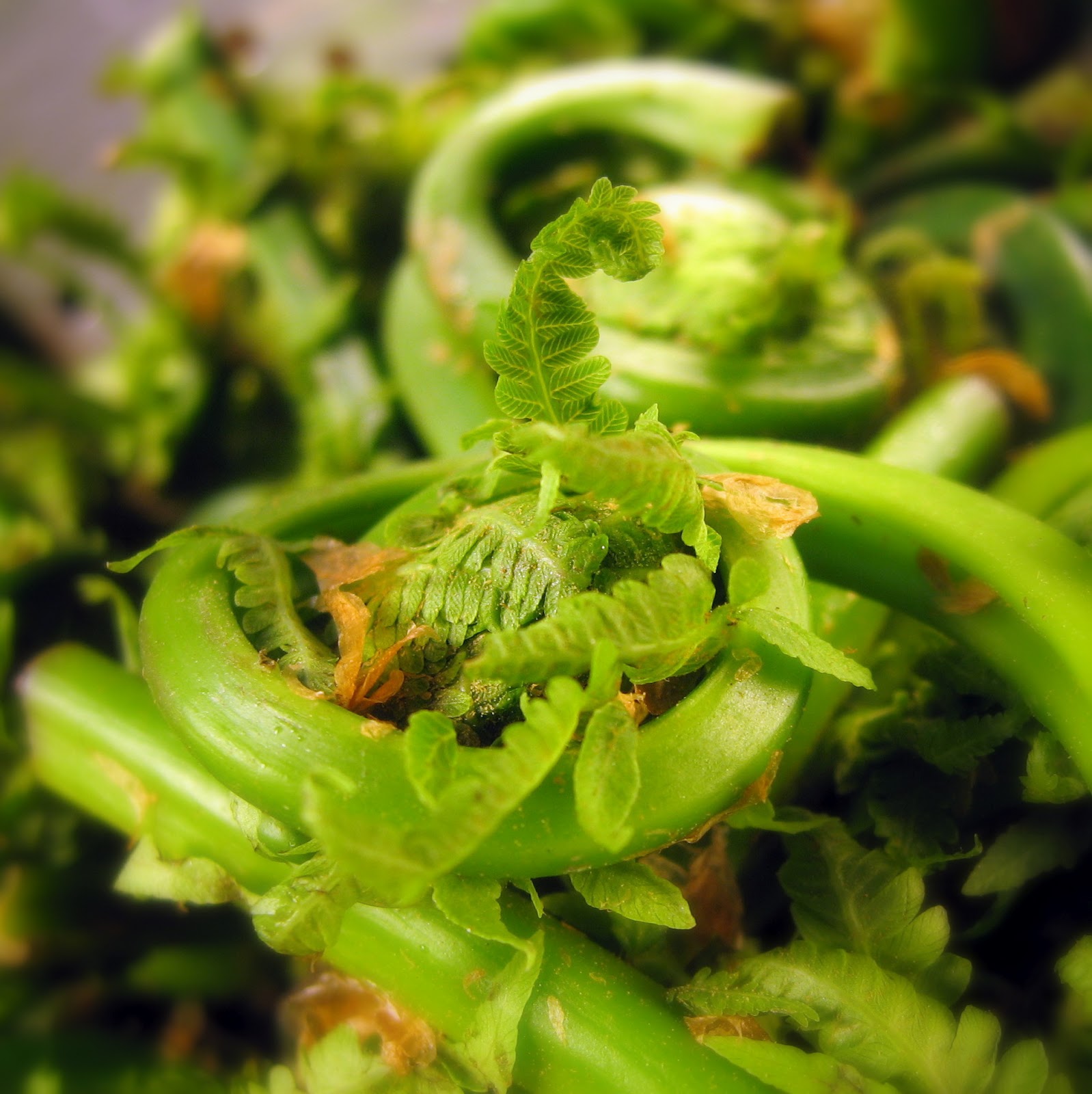 Farm share stories: Fiddlehead Facts and Fiction