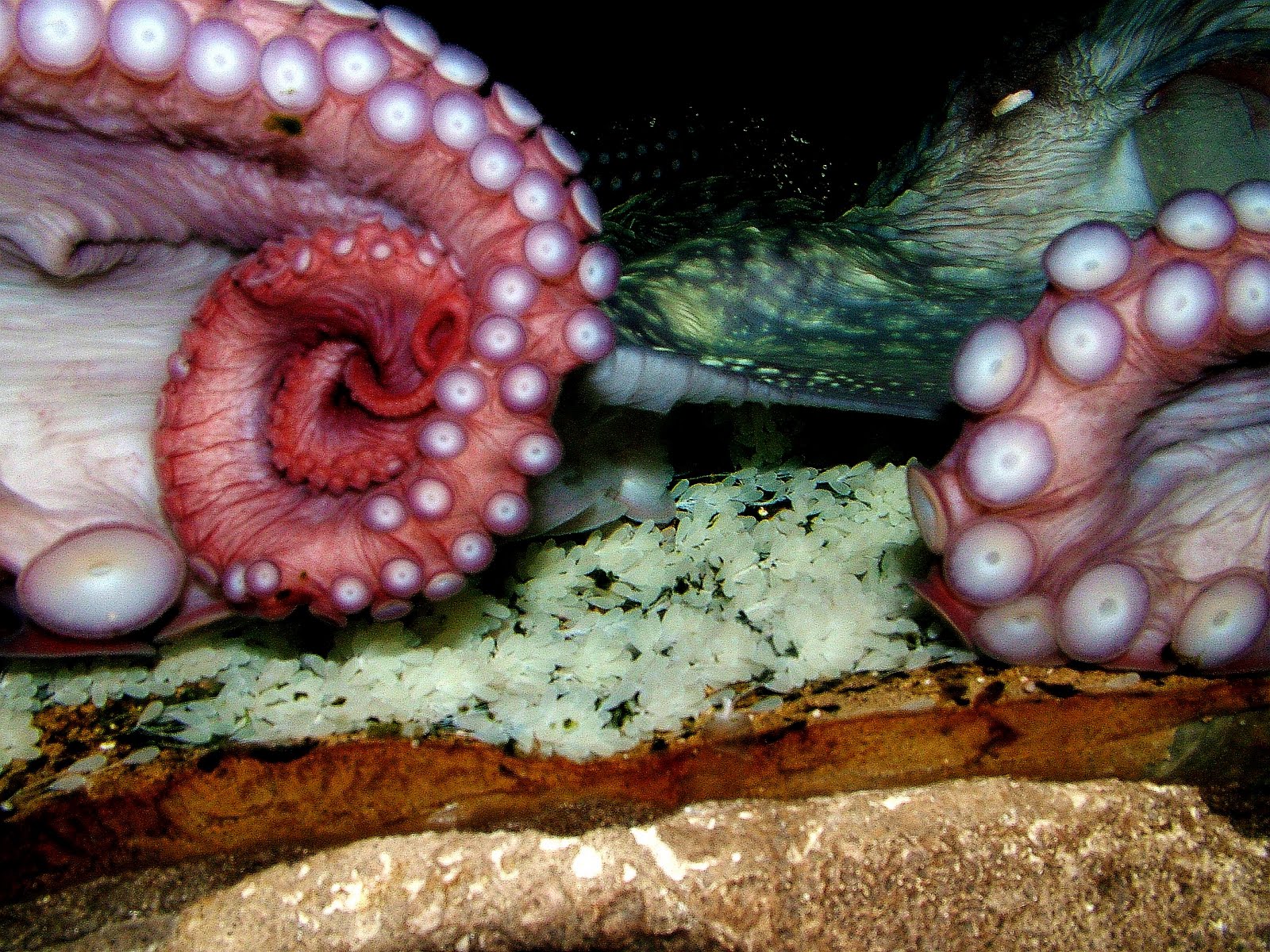 Buzz's Marine Life of Puget Sound: Eggs of the Intertidal