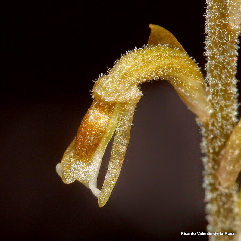 Ricardo's Blog, : Cyclopogon elatus (Sw.) Schltr. 1919, a native orchid ...