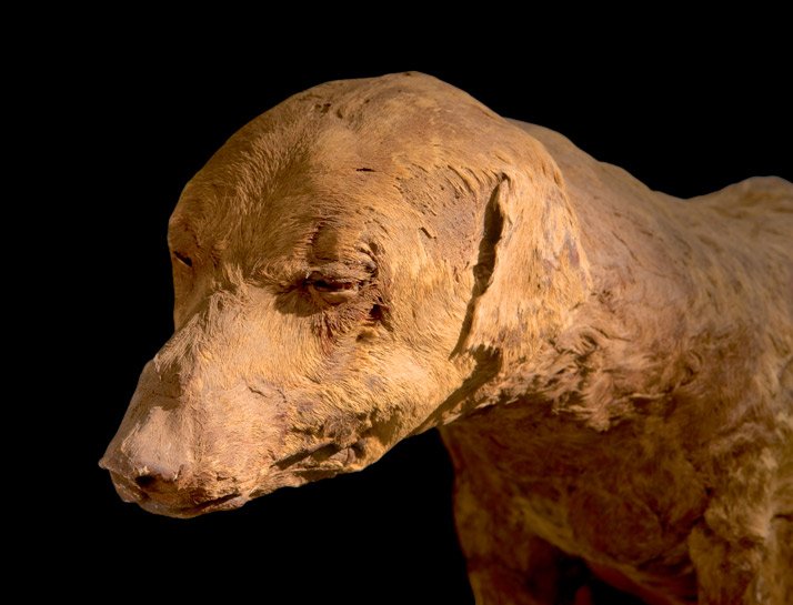 NUNCAJAMAS COCKER: UN POCO DE HISTORIA: LAS MASCOTAS EN EL ANTIGUO EGIPTO
