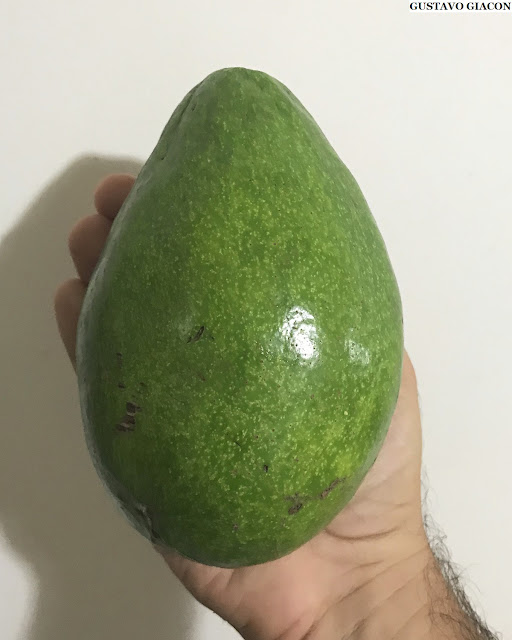 Viveiro Ciprest - Plantas Nativas e Exóticas: Abacate Geada ( Persea ...