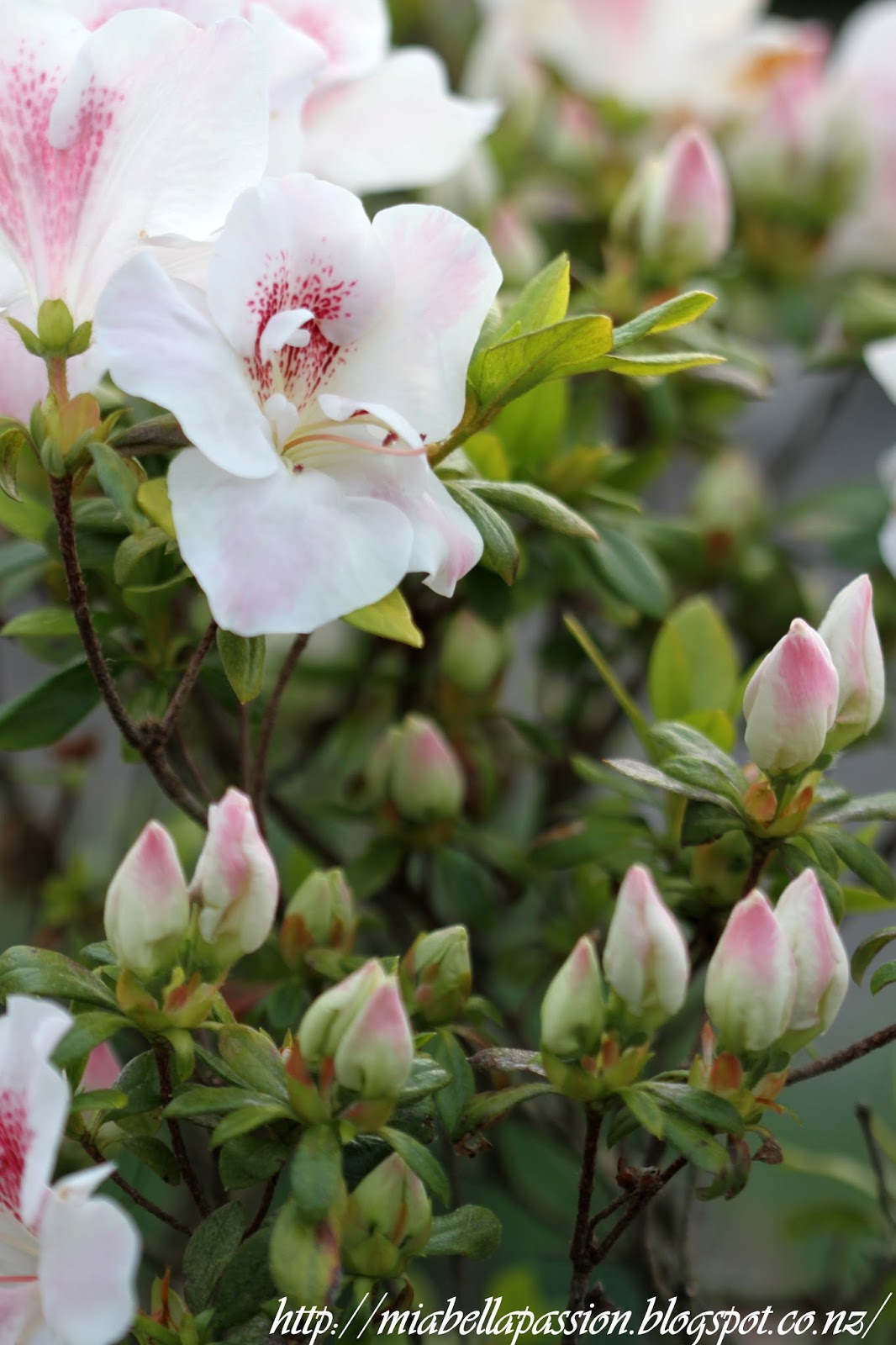 Growing Rhododendrons In Pots...