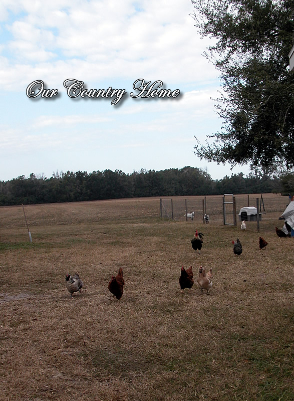 *Our Country Home...: Random Chicken Post