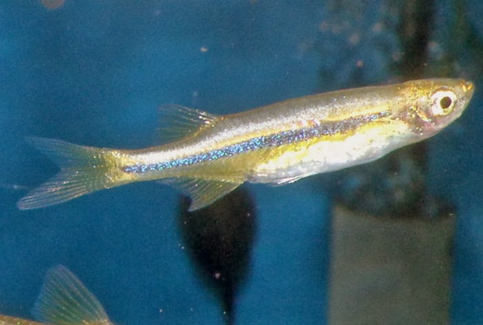 金魚&水族快訊Goldfish & Aquarium Messages: 藍珍珠燕子燈魚(Laubuca dadiburjori /Chela ...