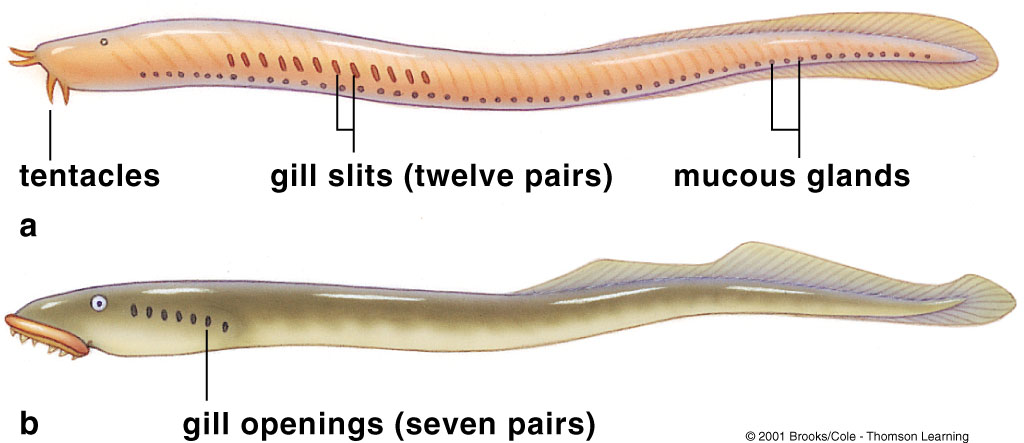 Biologia com Energia sem Letargia: Superclasse Peixes