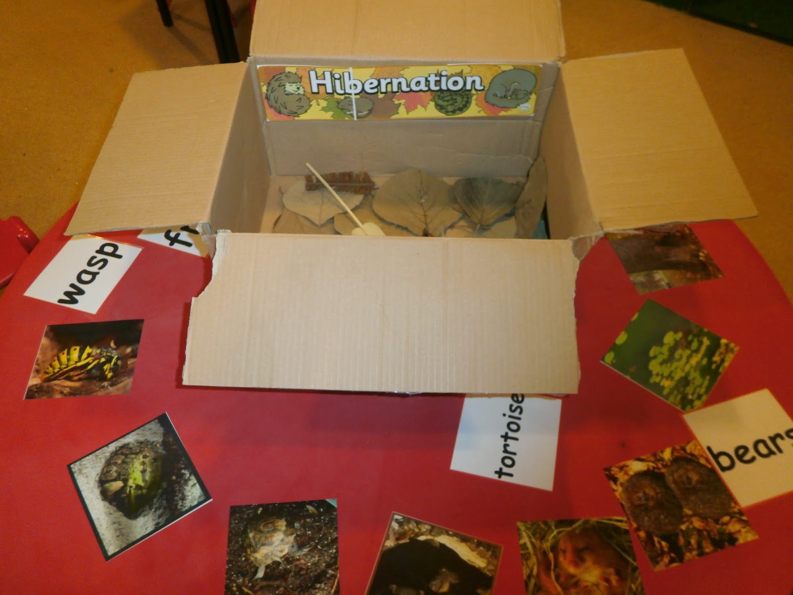 Our Lady's Nursery: Hibernating Hedgehogs!