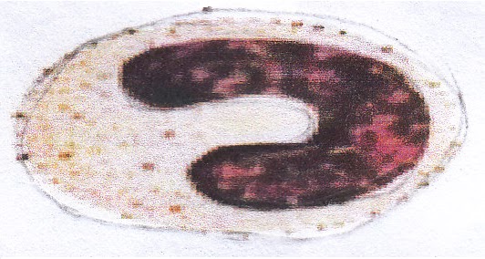 Pemeriksaan Hitung Jenis Leukosit (Diff Count) metode cara giemsa ...