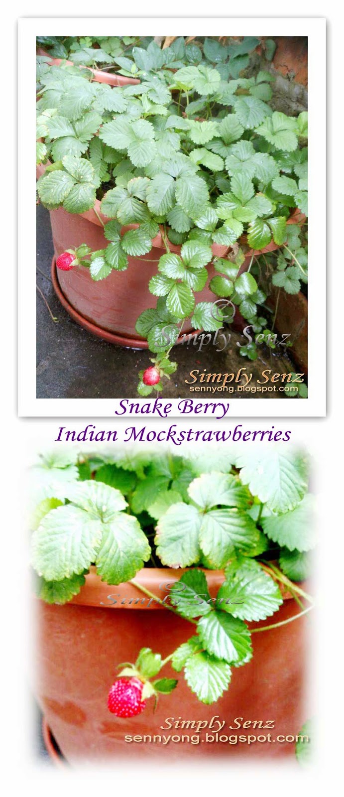 Simply Senz: Snake Berries