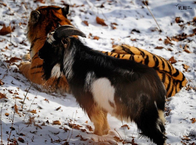 An unusual friendship between a tiger and a goat - My Interests