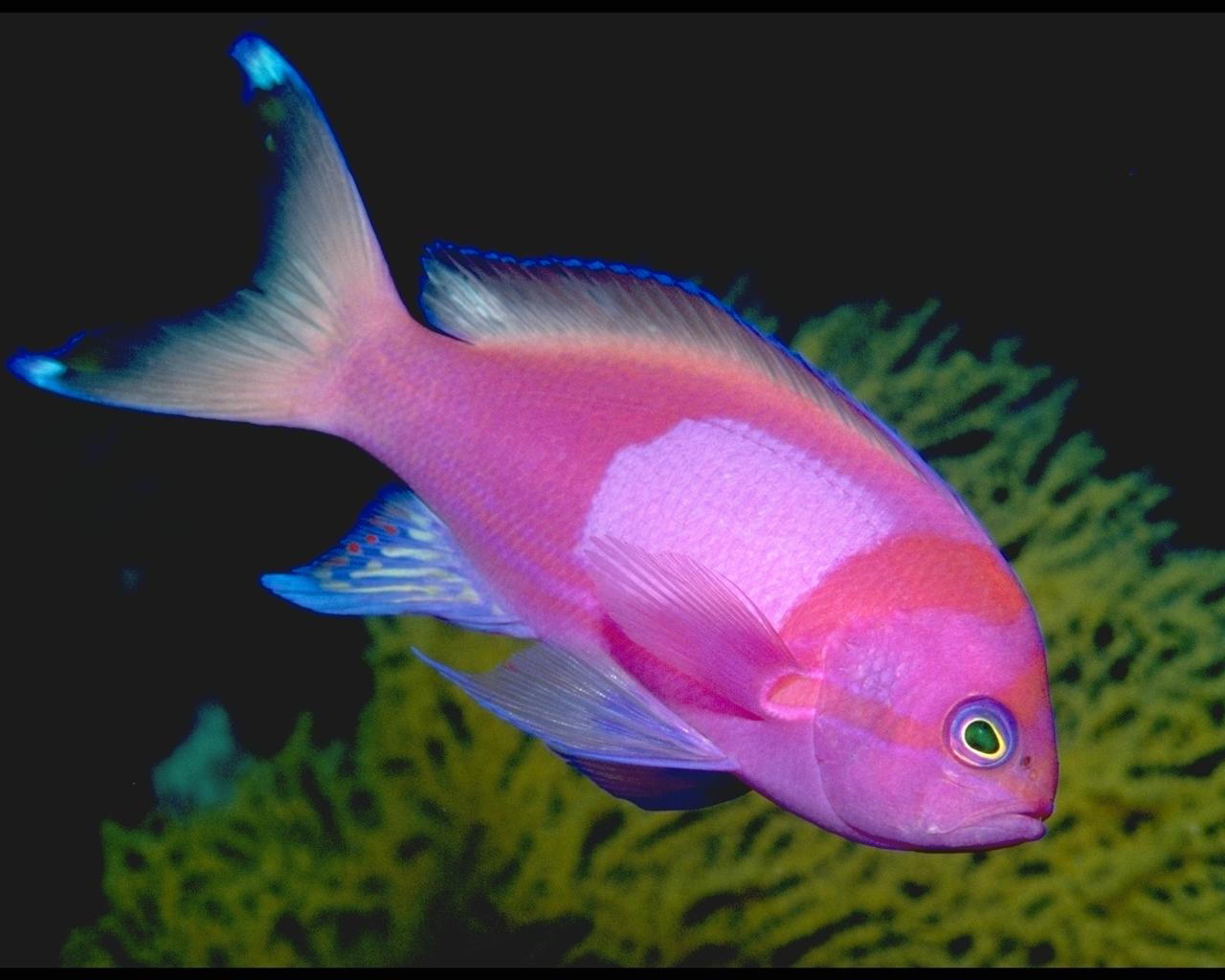 My Amazing Things Blog: Beautiful fishes photos