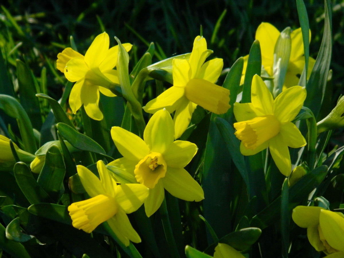 LA MULTI ANI, ROMANIA!: Narcise galbene