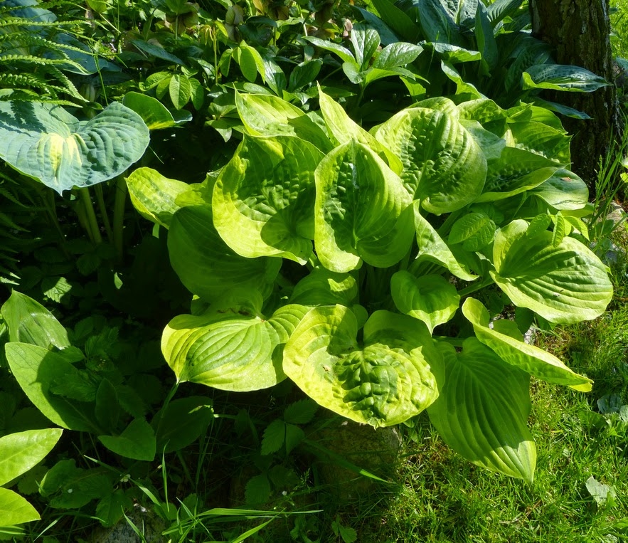 Høneballehaven på Samsø og Hellerupvej på Fyn: Arkivbilleder af mine ...