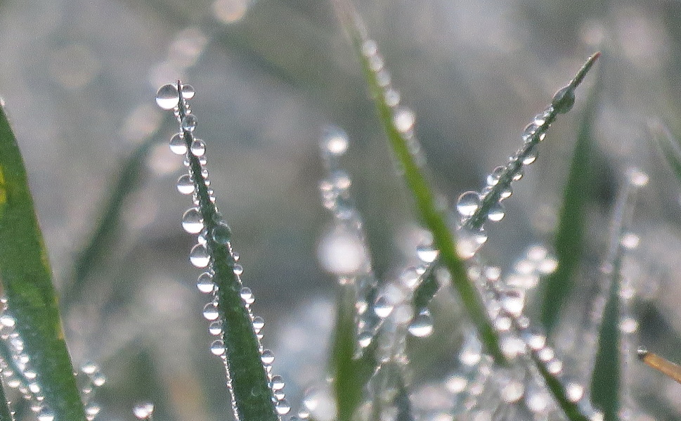 TERRITORIO NATURAL: madrugada de rocío