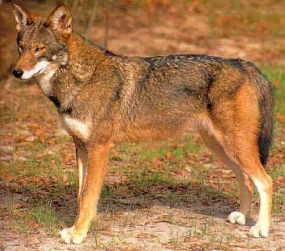 Project Gridless: How Wolves Change Rivers + Coyote Wolf Hybrids