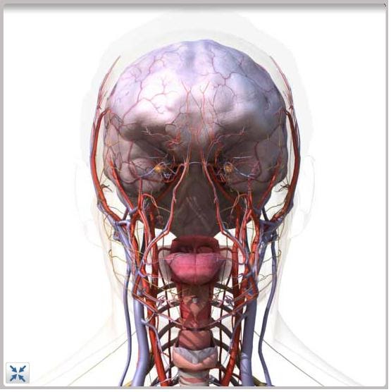 Technology World: Interactive 3D Human Body Map Online : Bodymaps