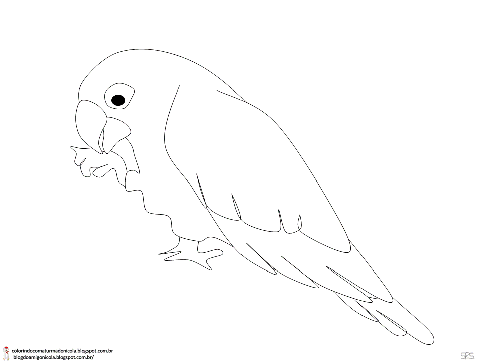 COLORINDO COM A TURMA DO NICOLA: VAMOS COLORIR PERIQUITOS VERDES?