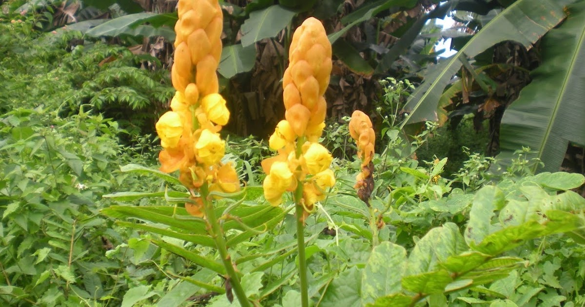 DAUN GELENGGANG UNTUK RAWATAN SEMBELIT???..CAMNER TUE