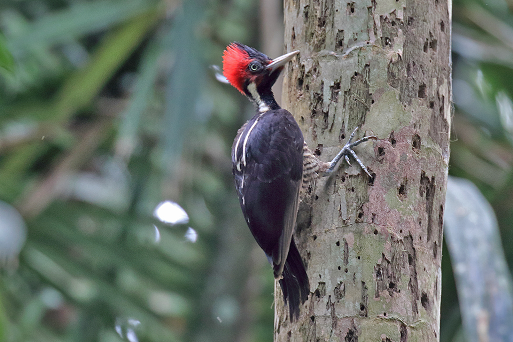 Woodpeckers of the World: Picid in Focus: Pale-billed Woodpecker