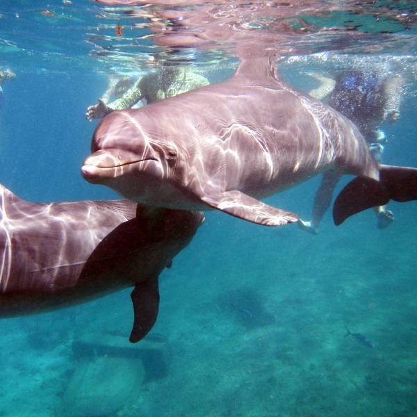 DELFINES ROSADOS.
