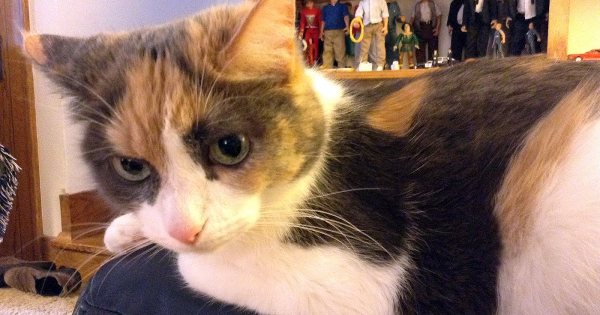 It's all about the cats!: Sadie has lots of expressions