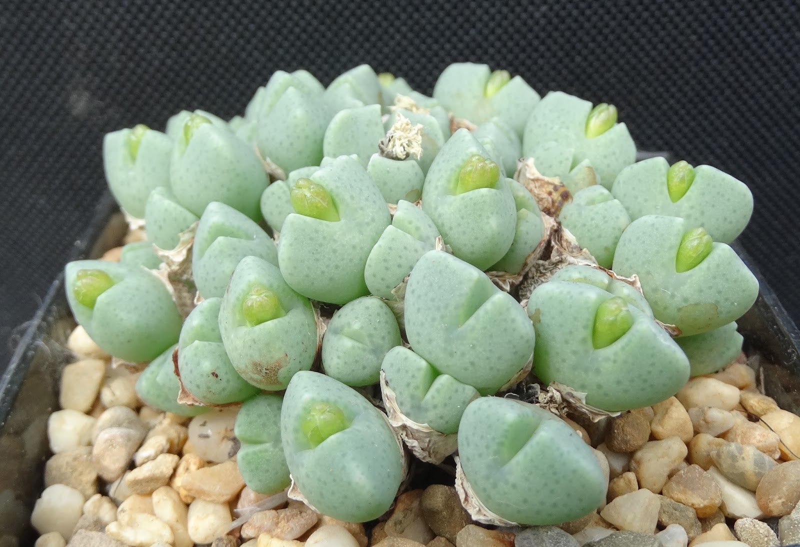 Succulent Sundae: CONOPHYTUM QUAESITUM