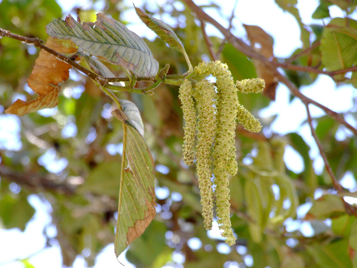 ANPP Animales y Plantas de Perú: ALISO - Alnus Acuminata