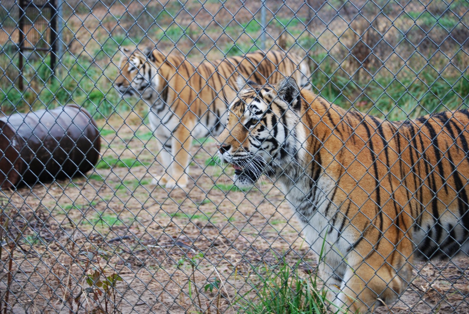The Newsroom: Carolina Tiger Rescue: Meet the tigers