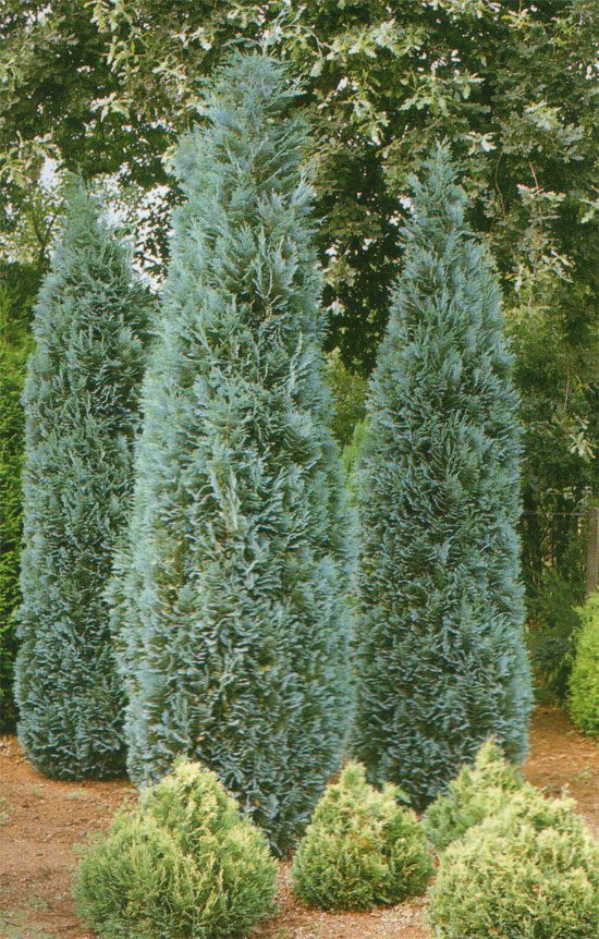 Plant Inventory at 20 Timothy : Chamaecyparis lawsoniana / European Cypress