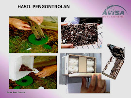 AVISA PEST CONTROL: Hama Utama Serangga