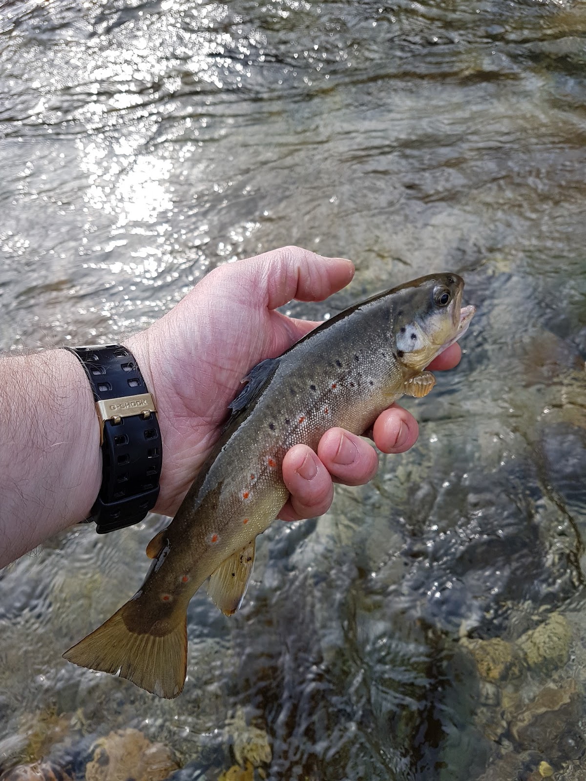 Piscari-Fly : Fly Fishing Italy: The River Noce
