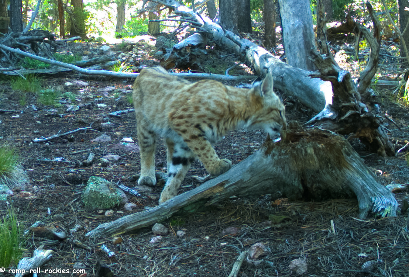 Romping and Rolling in the Rockies: A Bobcat Family Plays