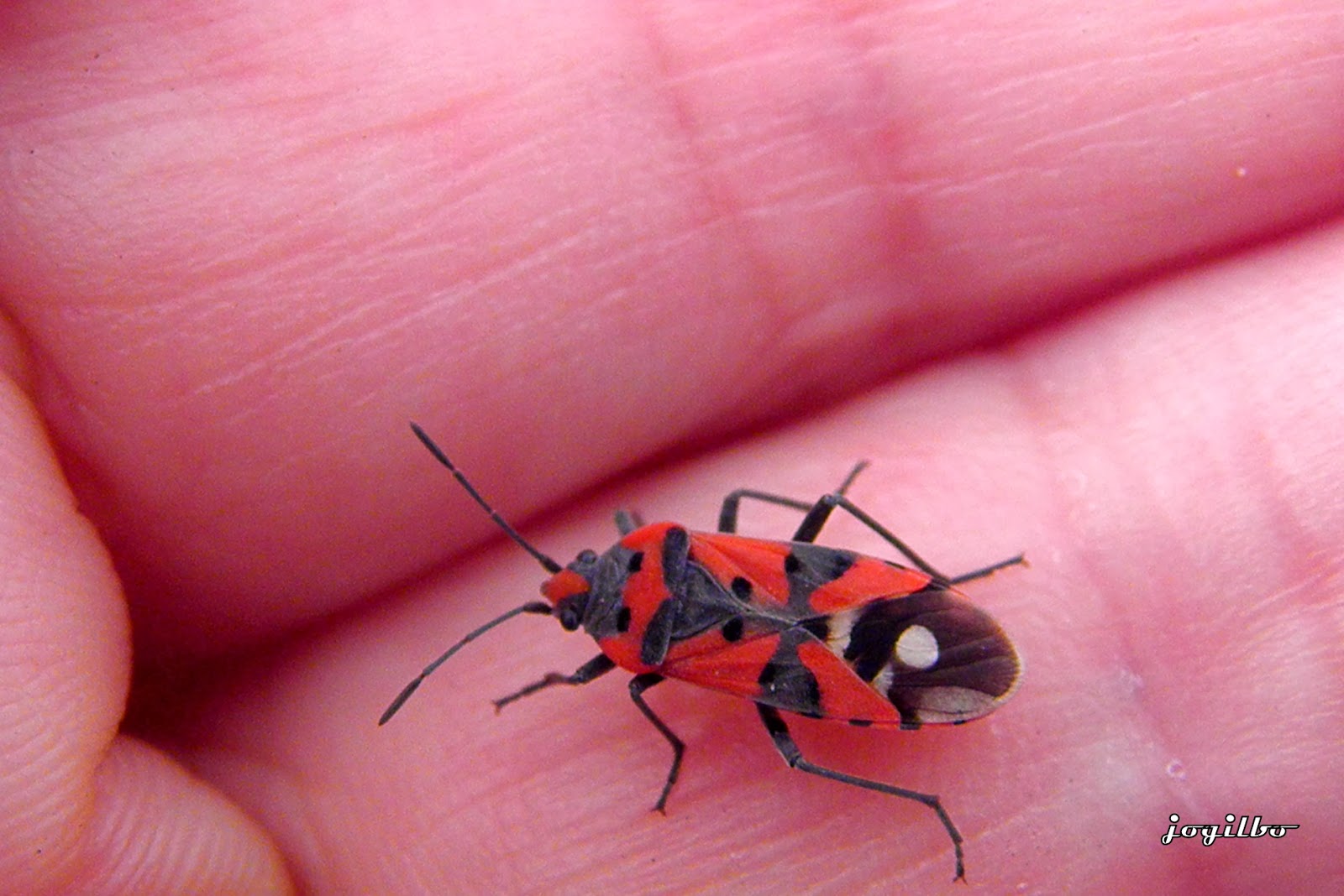 benquerer: Lygaeus equestris