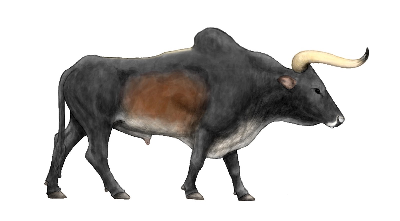 Aurochs
