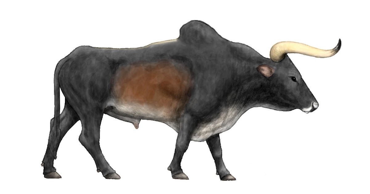 The Breeding-back Blog: Picture of the day: Indian aurochs with hump