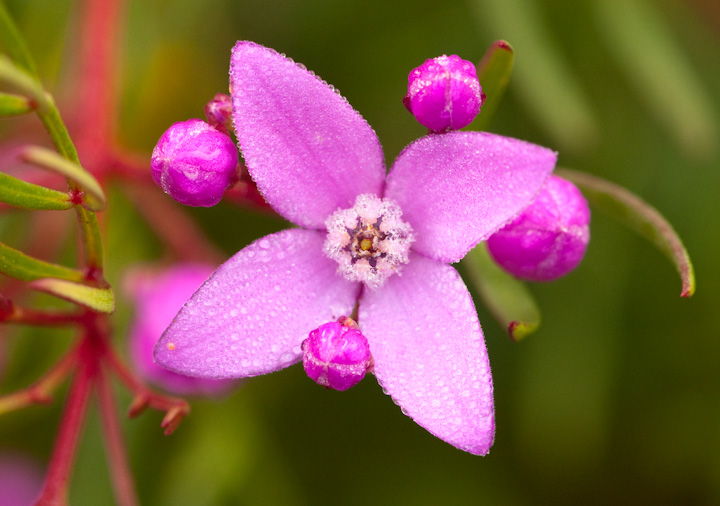 Beauty Of Flowers: Boronia