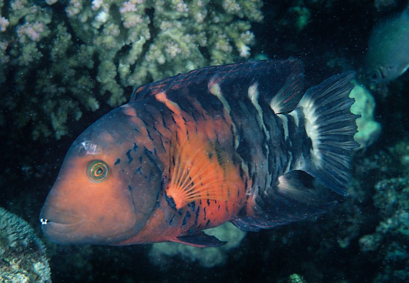 Species New to Science: [Ichthyology • 2016] Redescription of Cheilinus ...