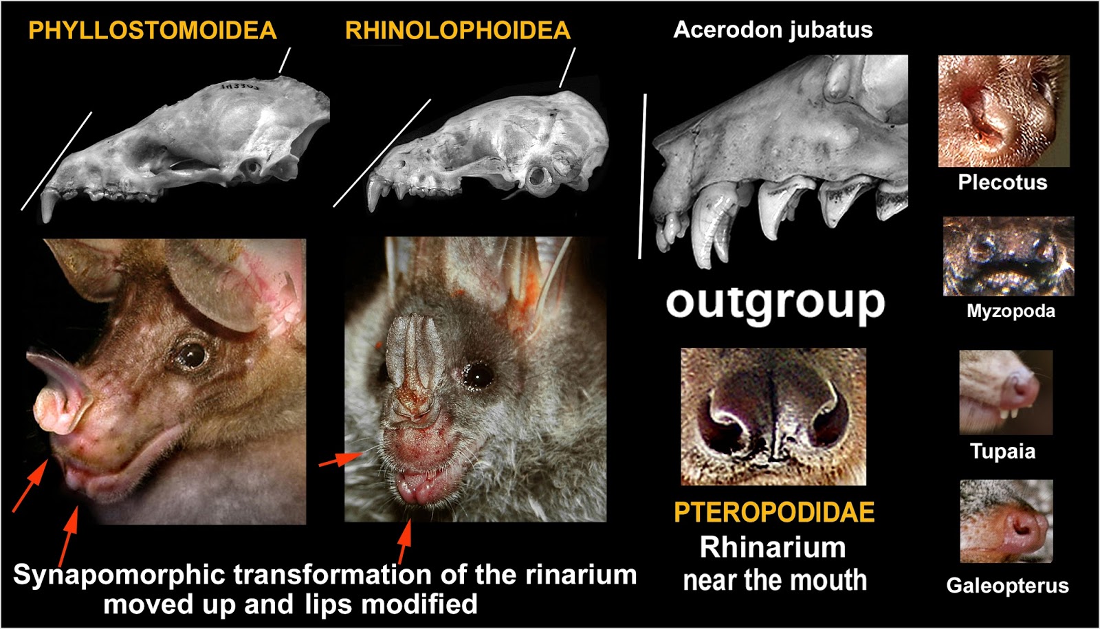 "A EVOLUÇÃO DOS MAMÍFEROS" THE Evolution OF THE MAMMALS: CHIROPTERA ...