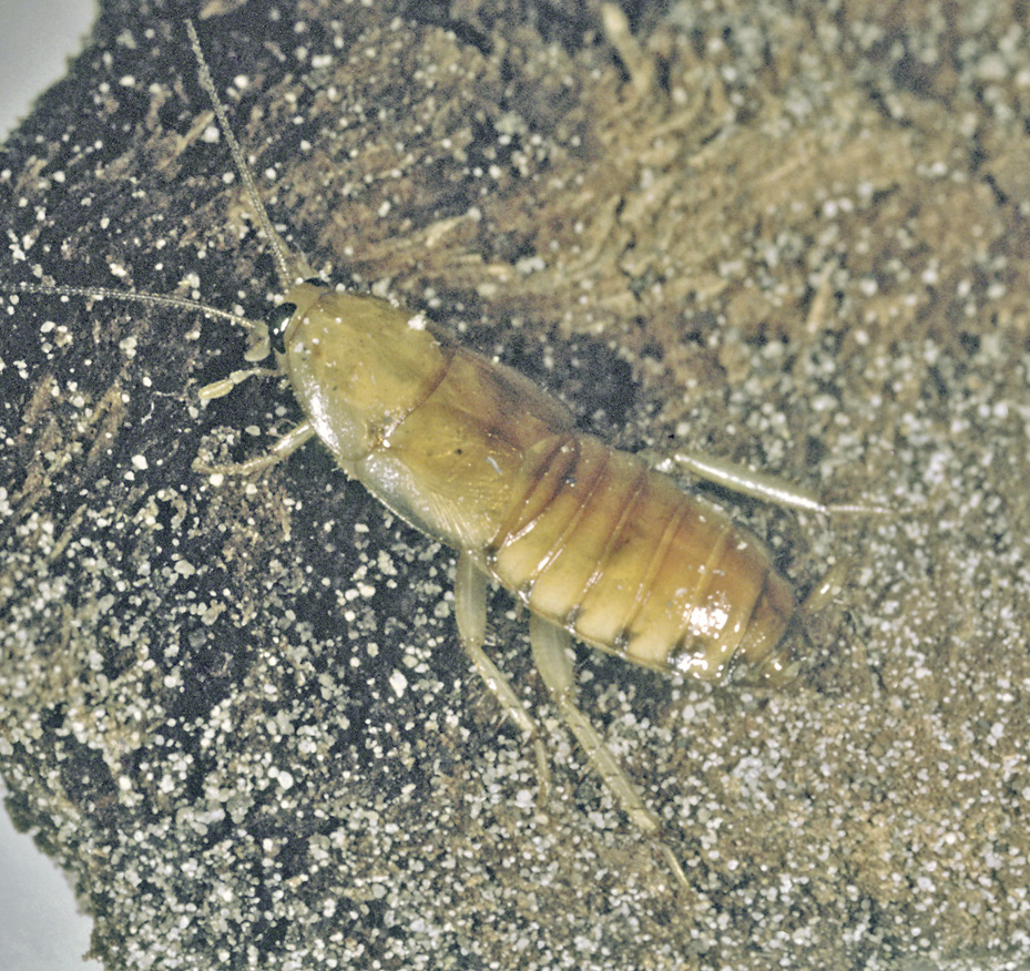 BunyipCo: March 2013