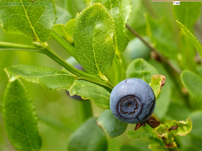 BSBI News & Views: Blaeberry: in pies, jams, desserts and Byron's Gin