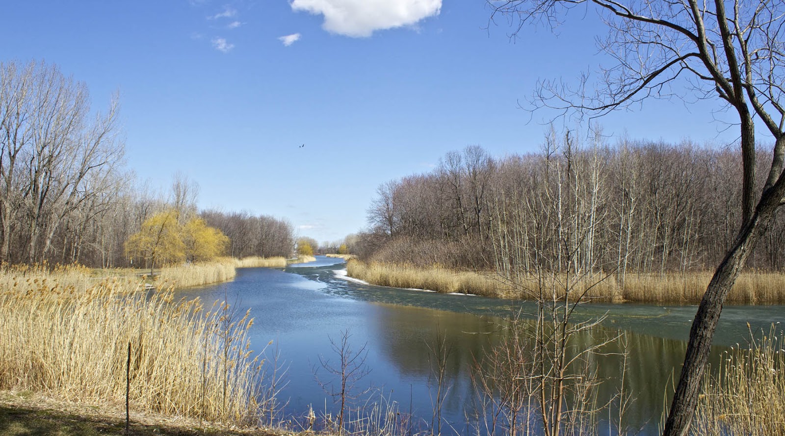 Flora Urbana: La Forêt D'Angrignon