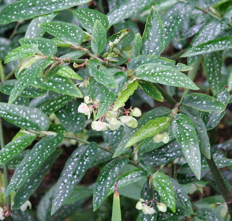 Всё о бегониях и не только...: Begonia albo-picta (бегония белоточечная ...