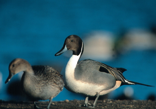 El Cajón del Maestro: Ánade rabudo.