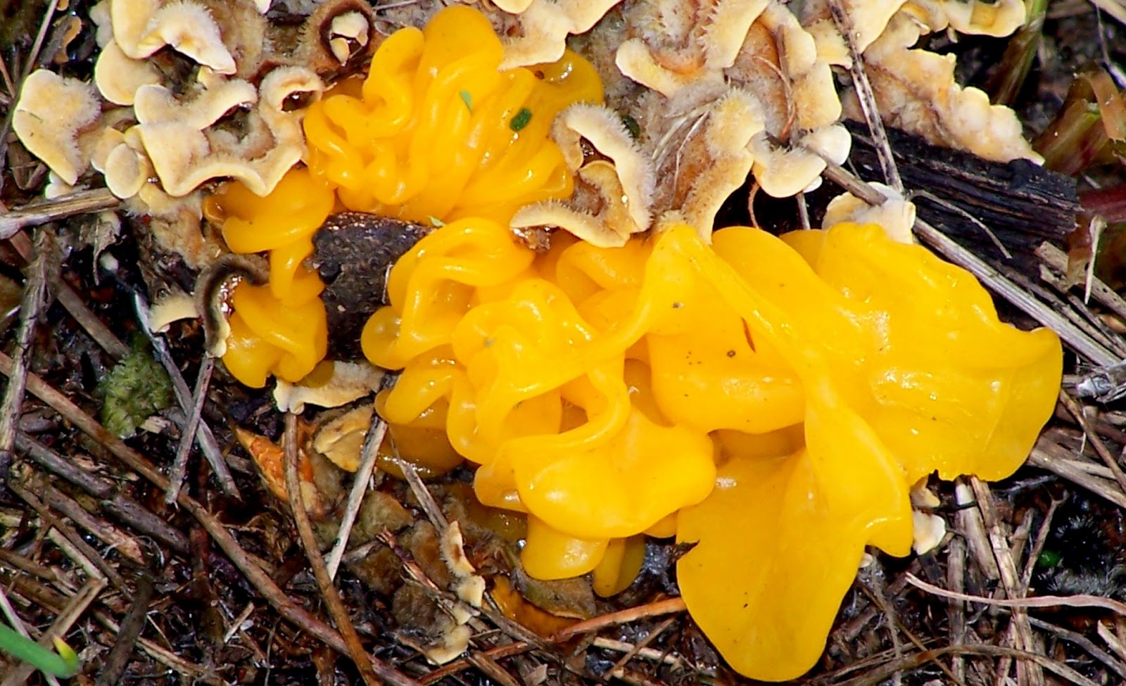Setas Extremadura : Tremella Aurantia