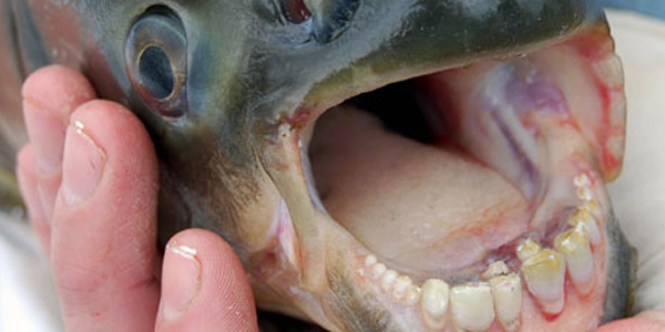 Elsoldeny.com: Pescado con dientes humanos… Extraño pero cierto