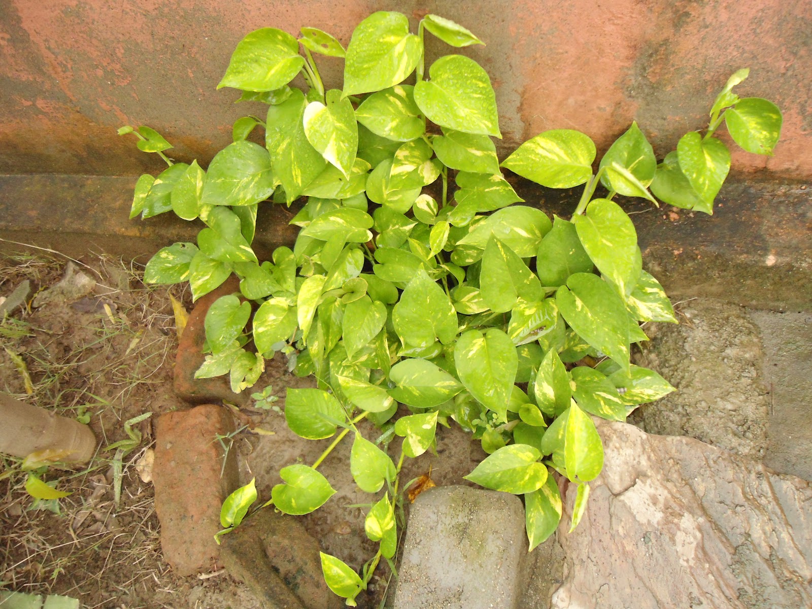 Bhawani Singh Rathore: Money Plant