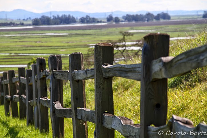 carola bARTz: Stately Fence