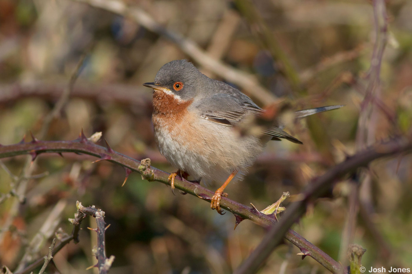 Josh's Blog: Eastern Subalpine Warbler, Suffolk