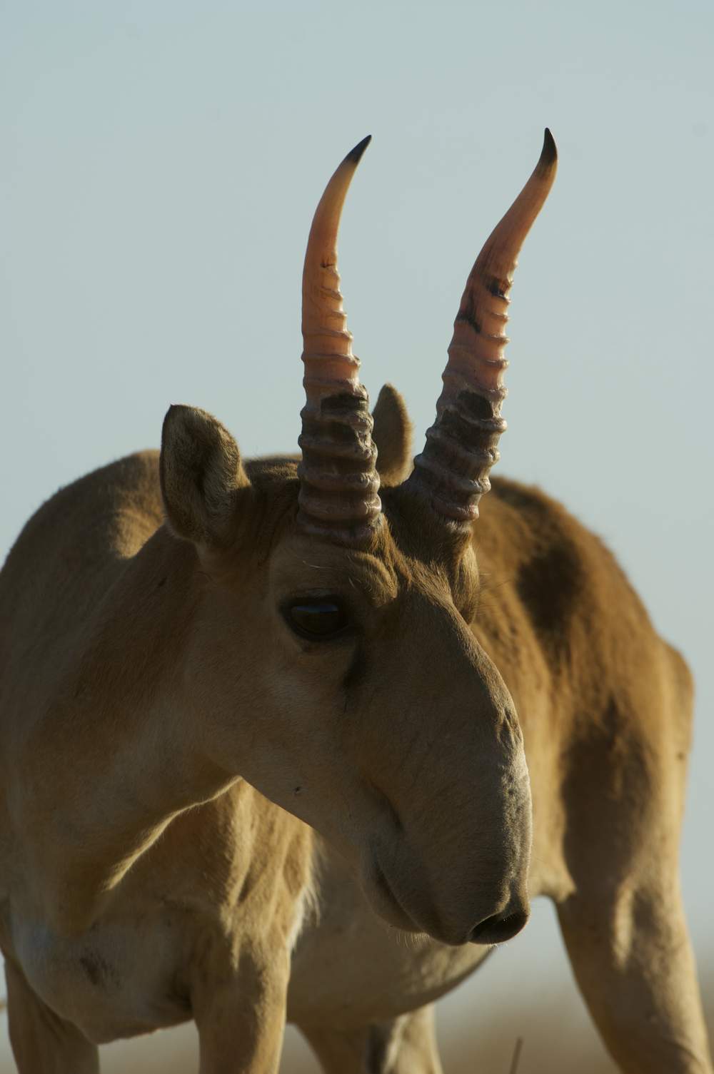 save nature animal: The Saiga Antelope