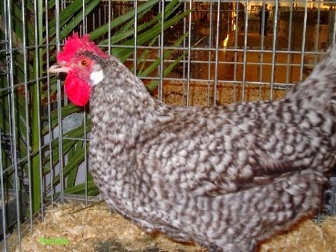 En Busca del Hada Azul: gallinas